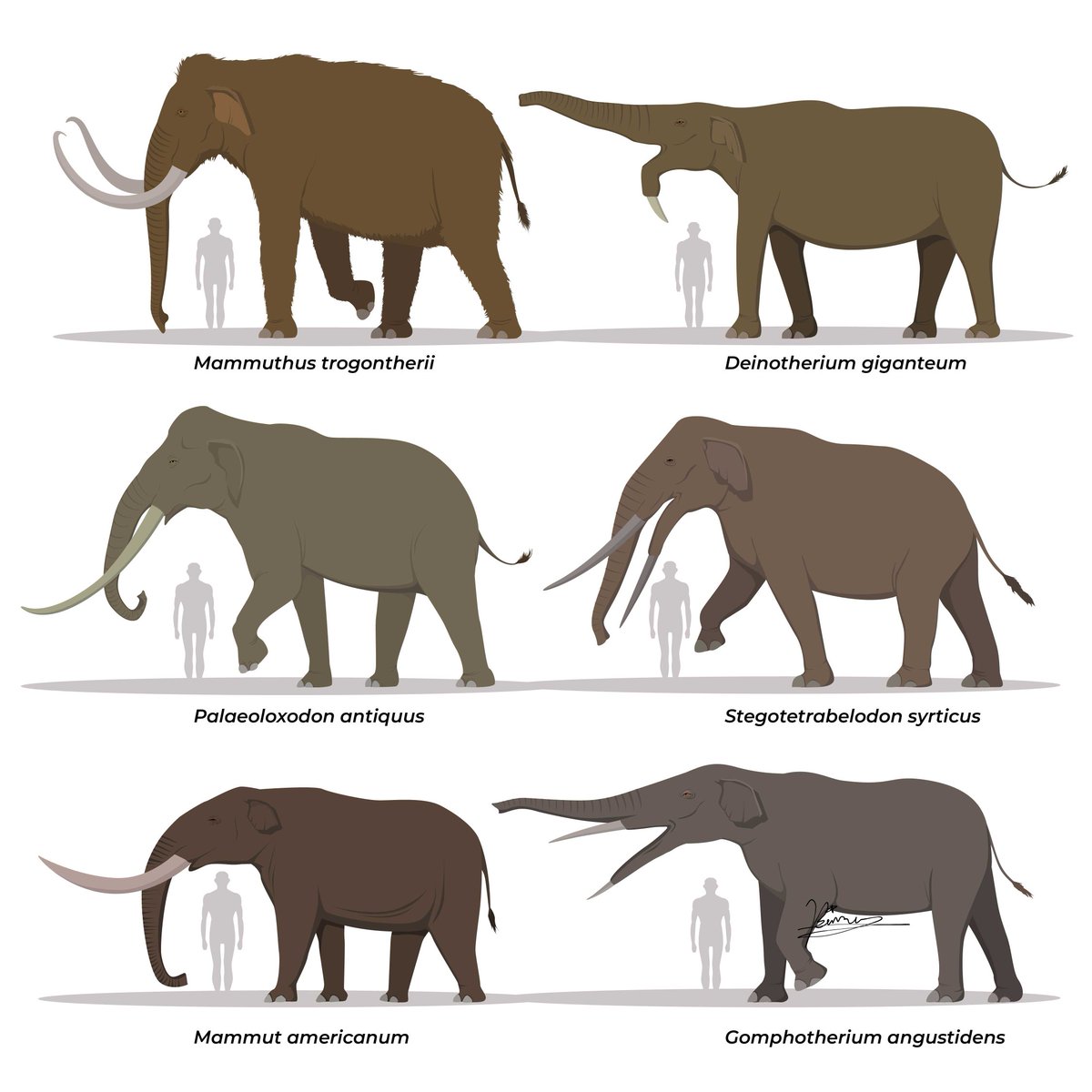 Stegotetrabelodon Syrticus