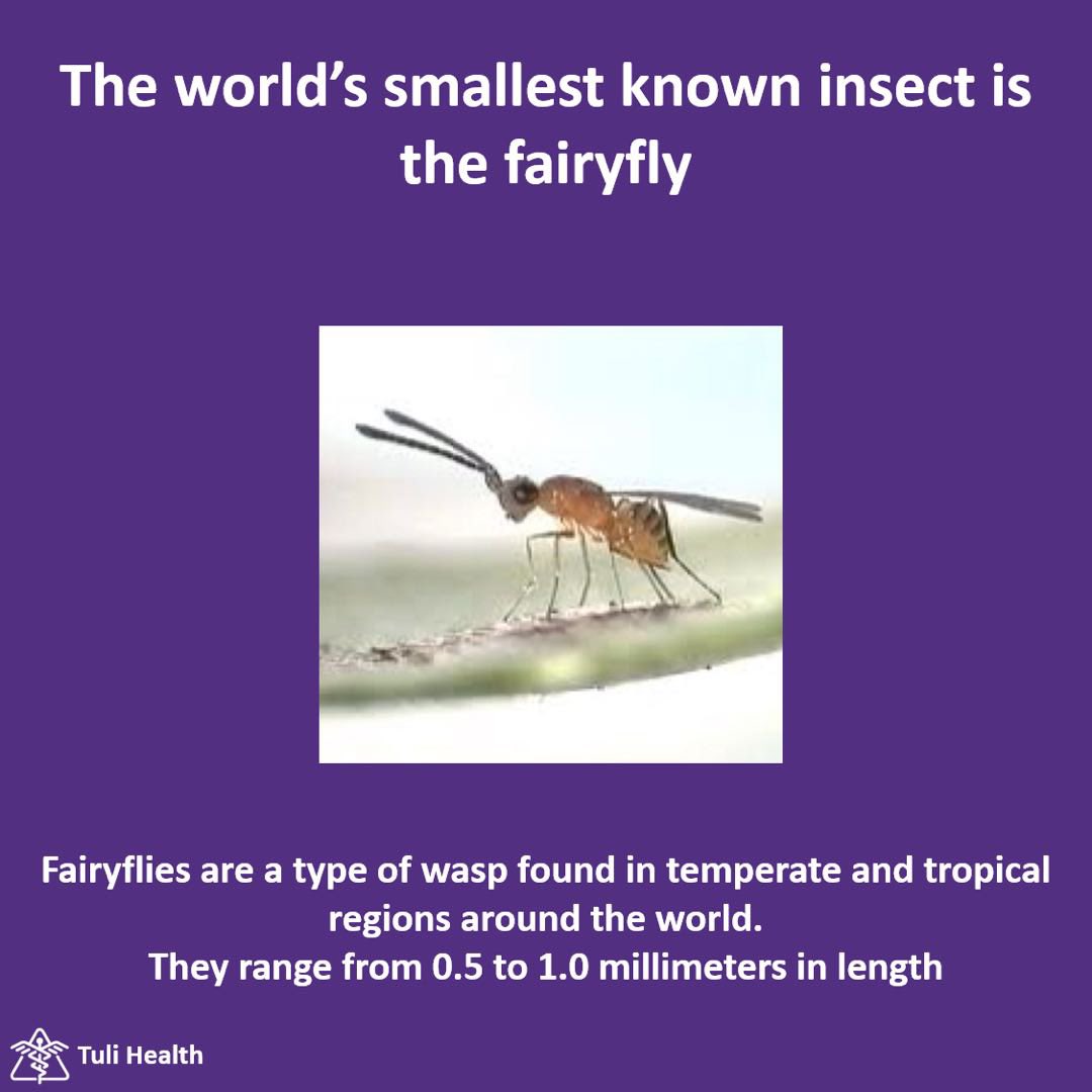 The Smallest Insect In The World