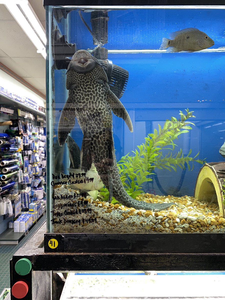 Freshwater Aquarium Sucker Fish