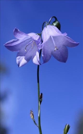 Swedish National Flower