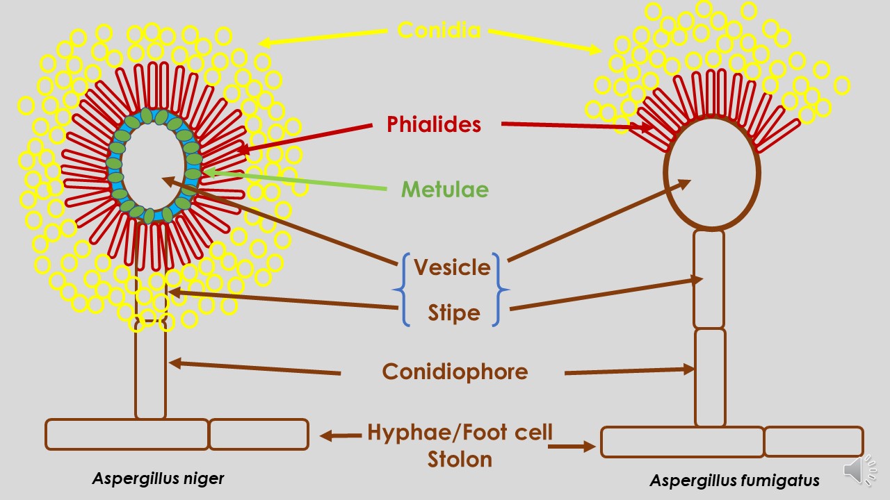 Aspergillus Niger Diagram