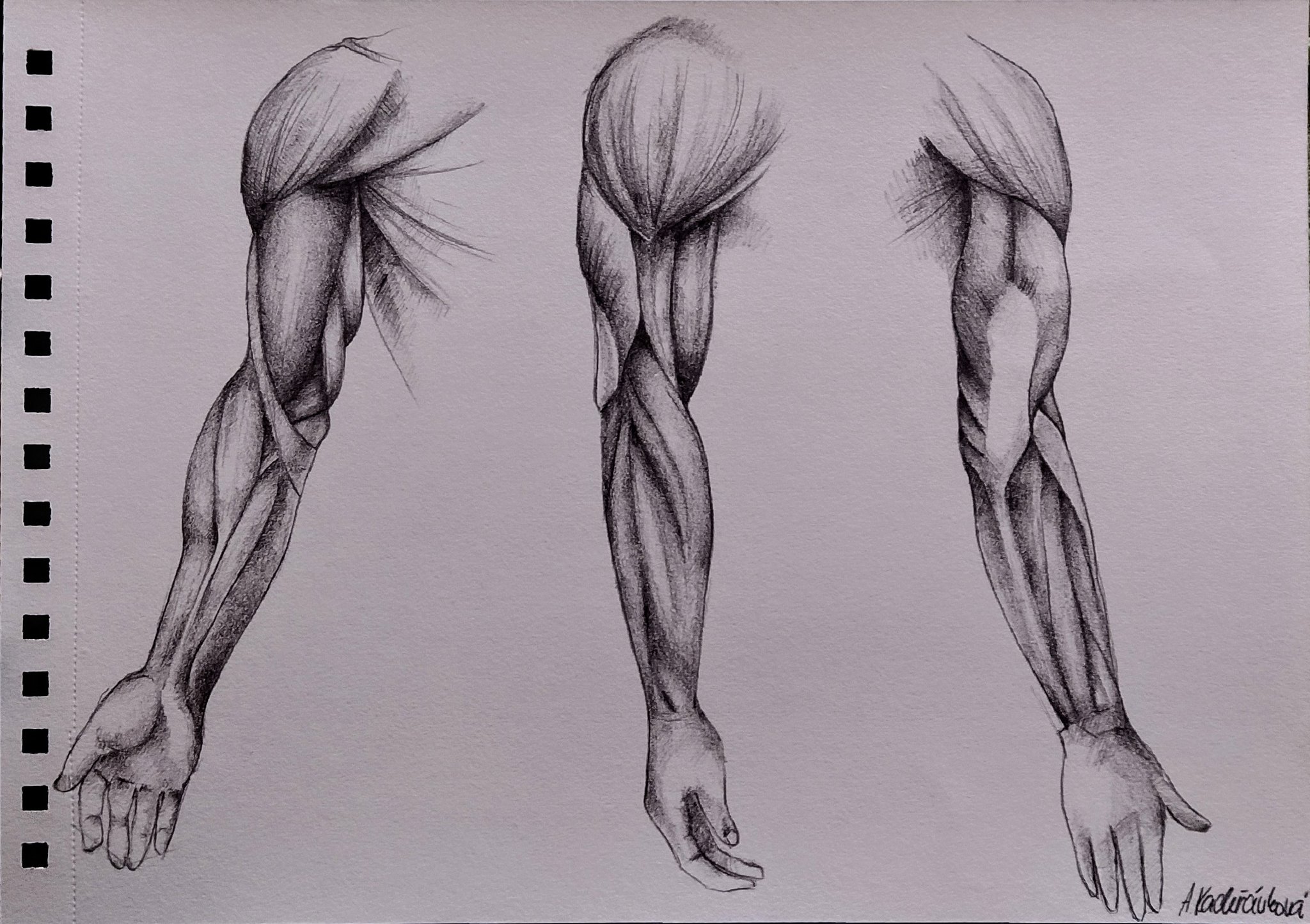 Anatomy Muscle Drawings