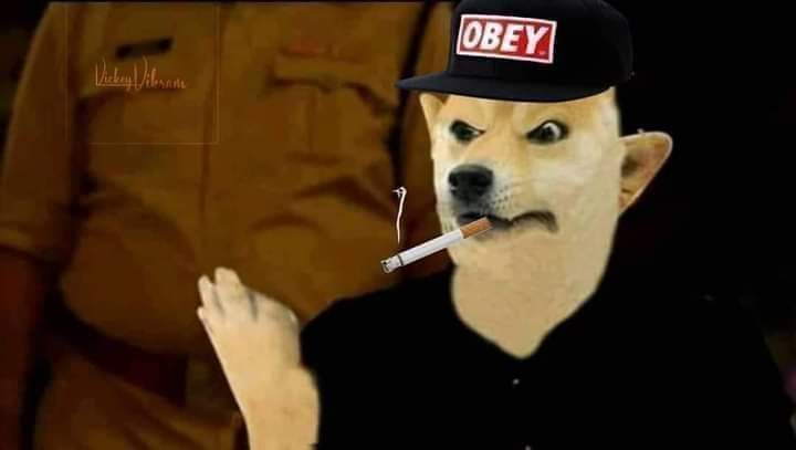 Weed Dog Memes Stoner Dog Meme Merch & Gifts For Sale | Redbubble