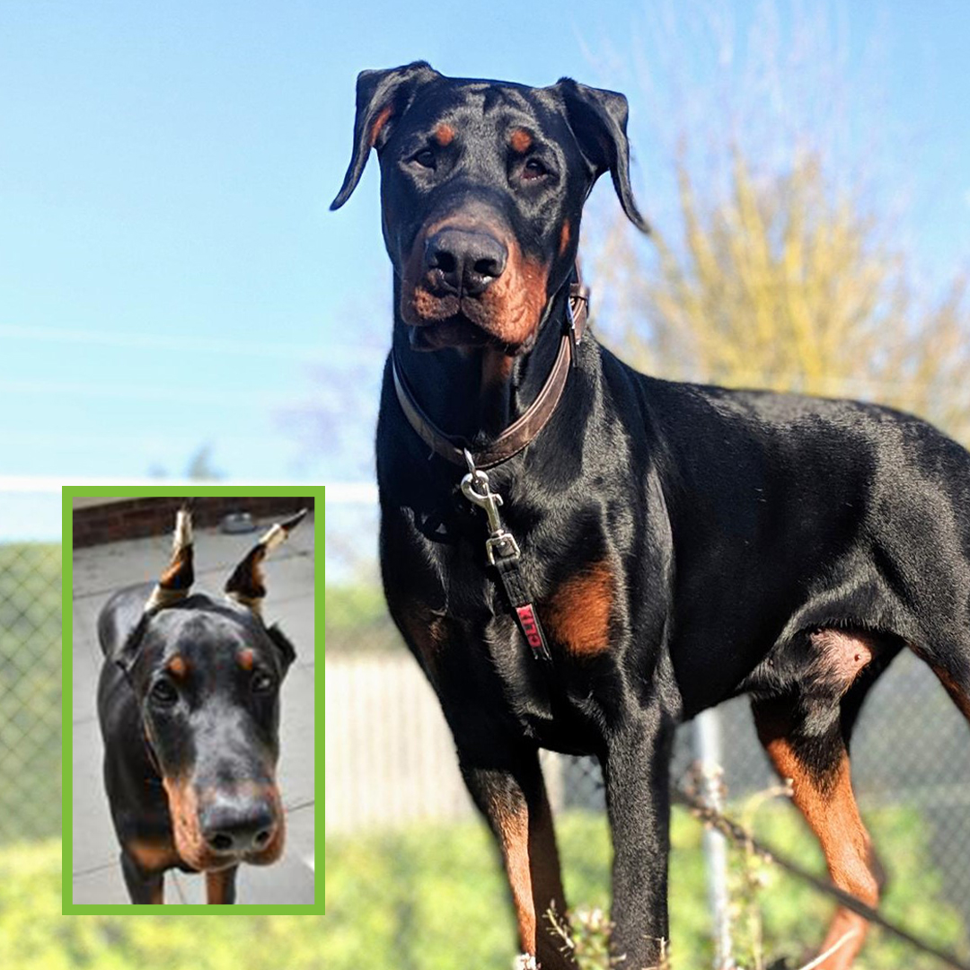 Is Cropping Dogs Ears Cruel