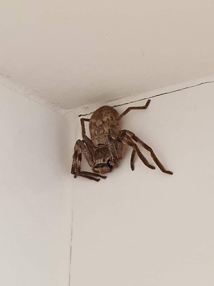 Australian House Spiders