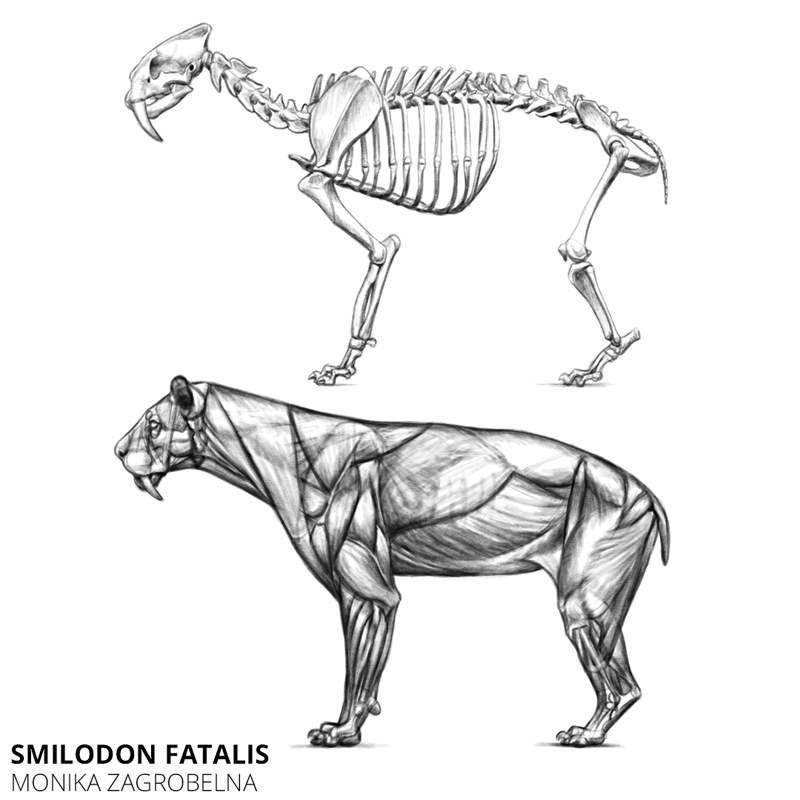 Smilodon Fatalis Skeleton