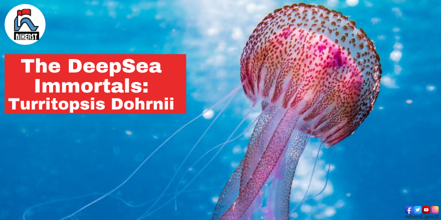 Jellyfish Polyp Colony