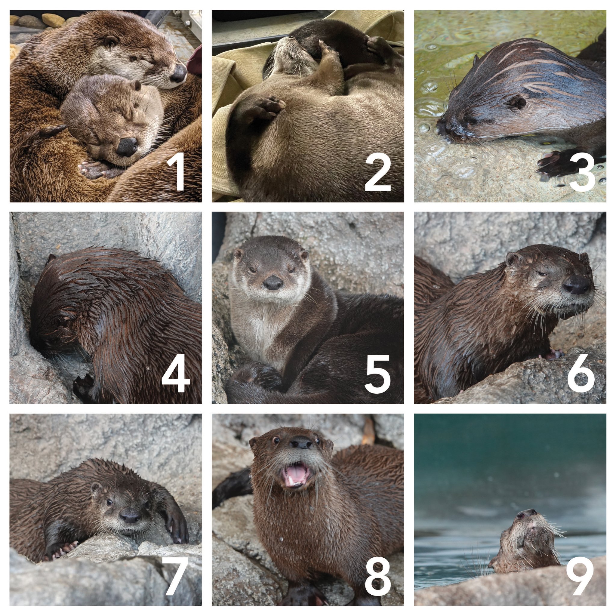 カテゴリー 15"" River Otter Minky ぬいぐるみ 人形 :84130491:ワールドインポートショップ - 通販 - ぬいぐるみ