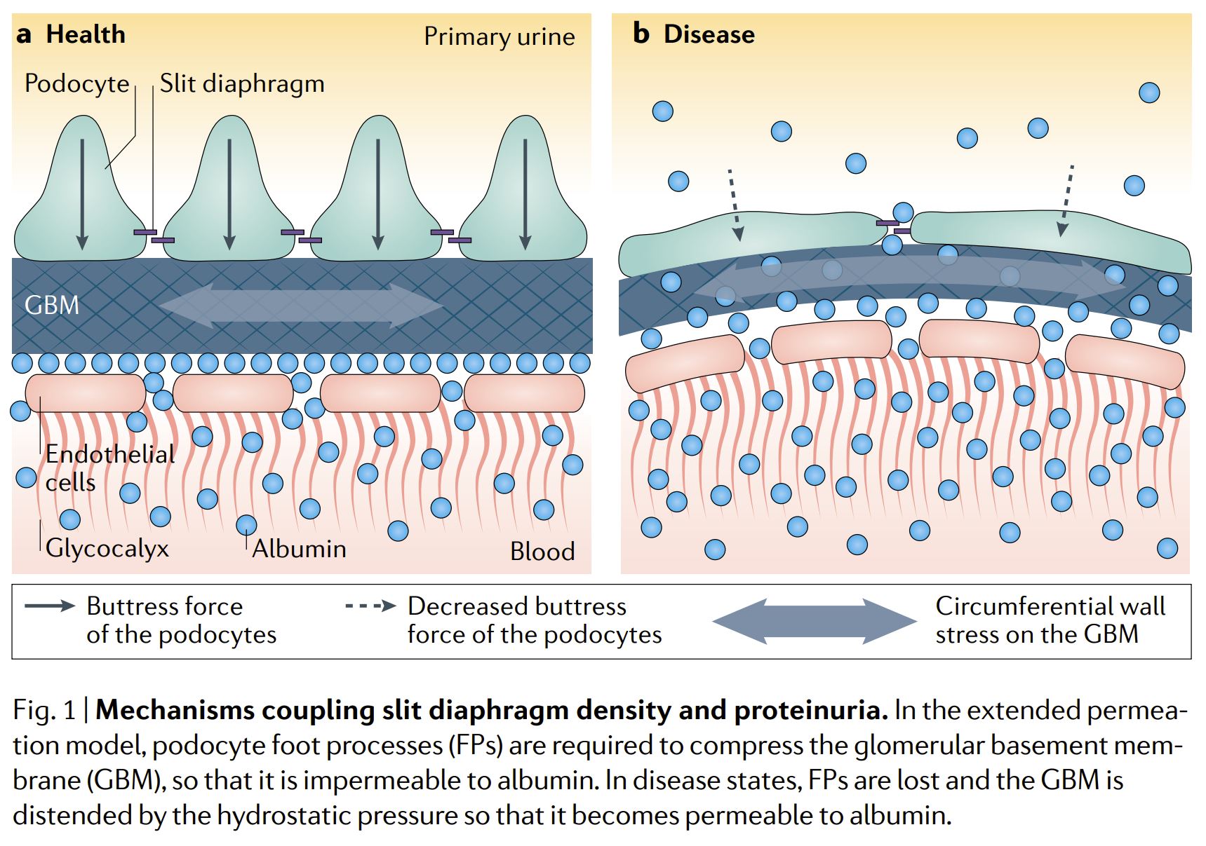 Glomerular Filtration Barrier
