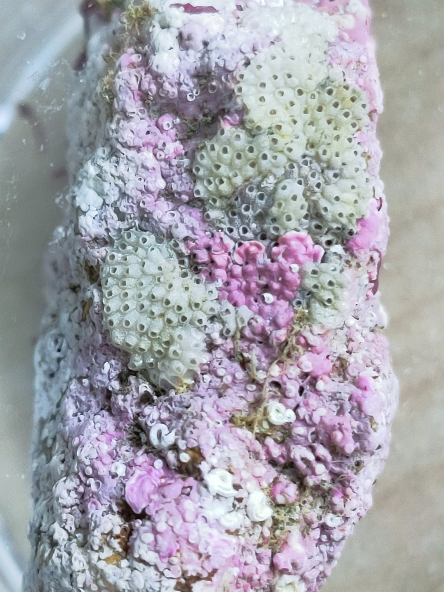 Pink Coralline Algae