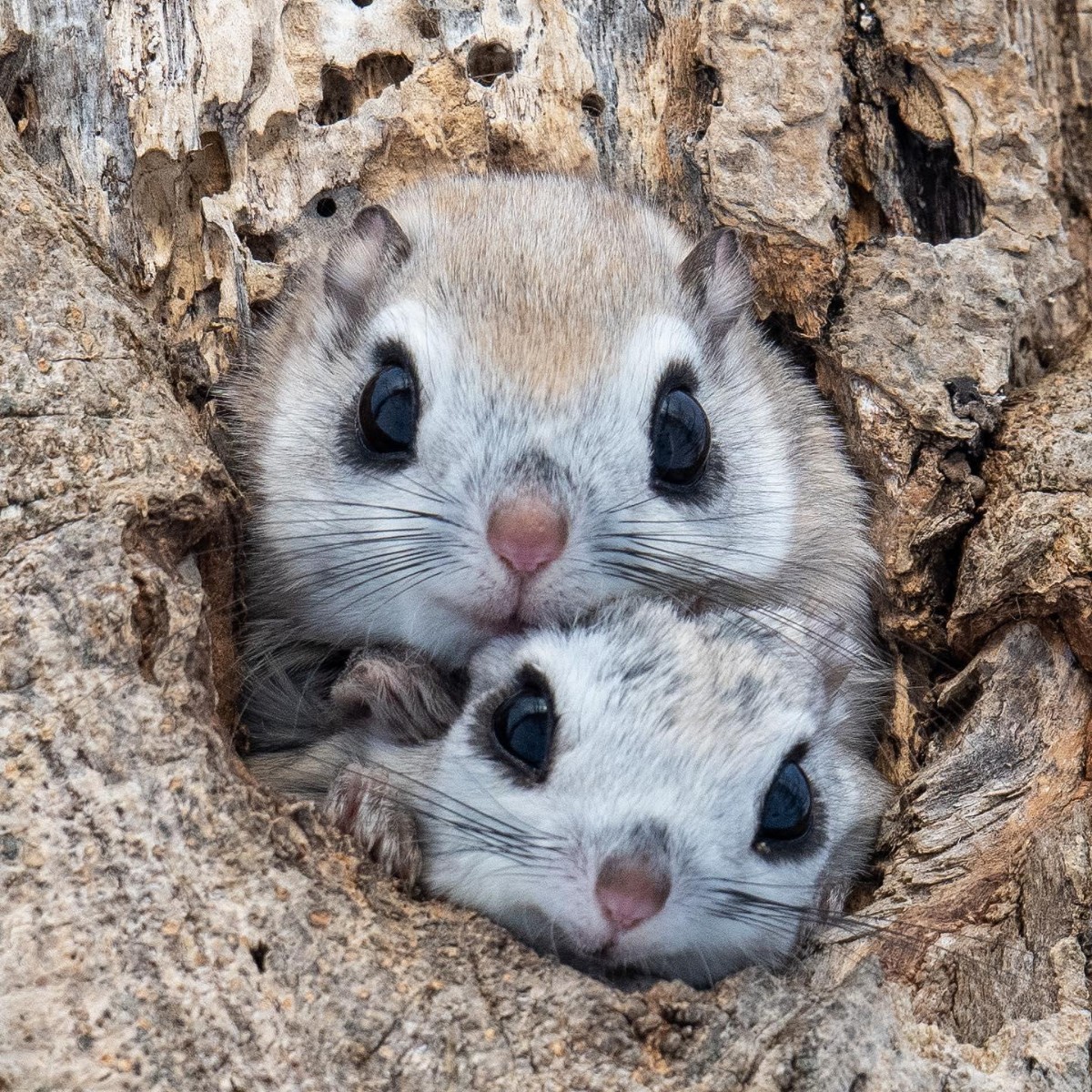 Siberian Flying Squirrel Gif