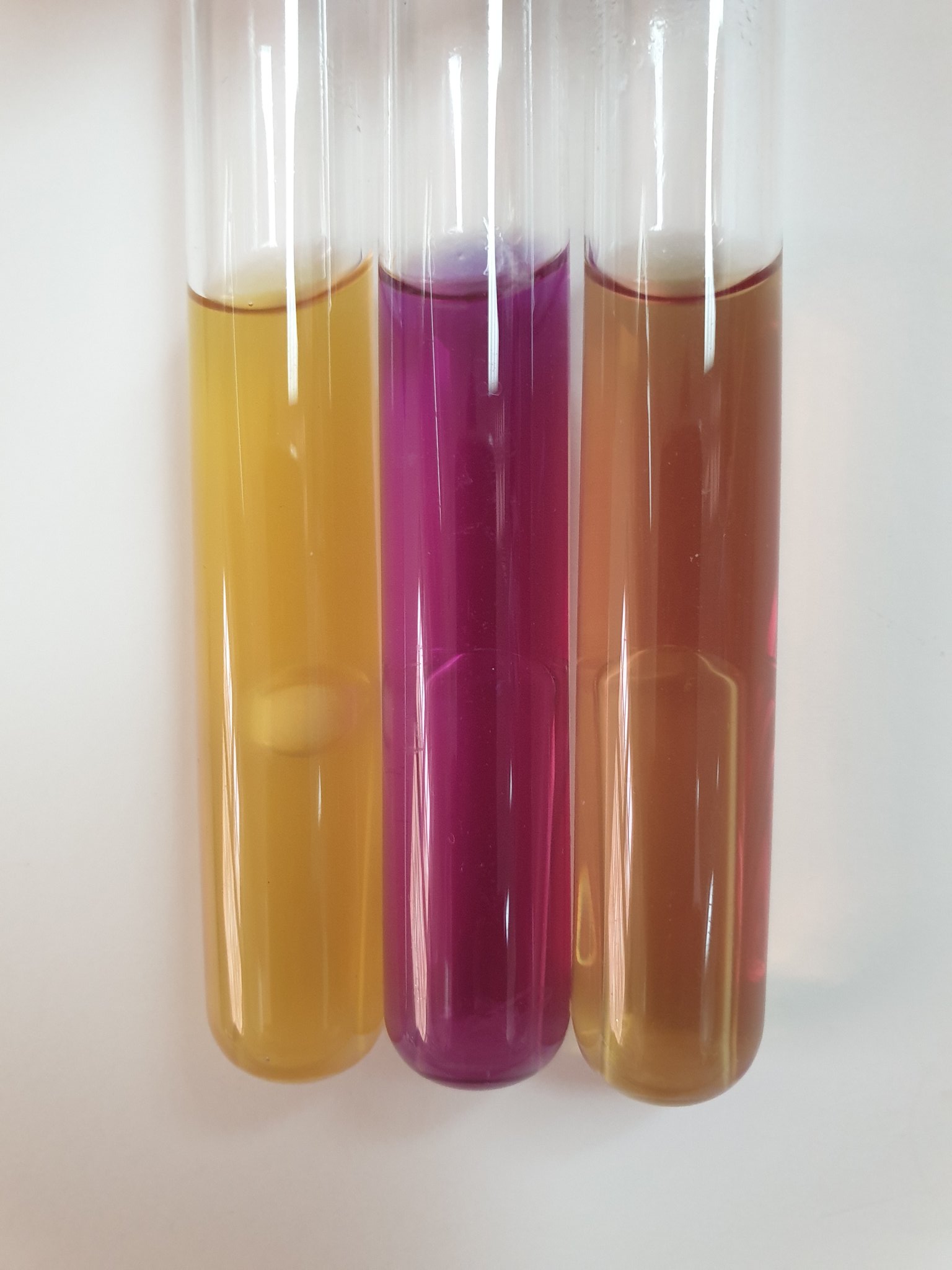 TM Media A Before After Edition Of Lactose Fermenters In, 55% OFF