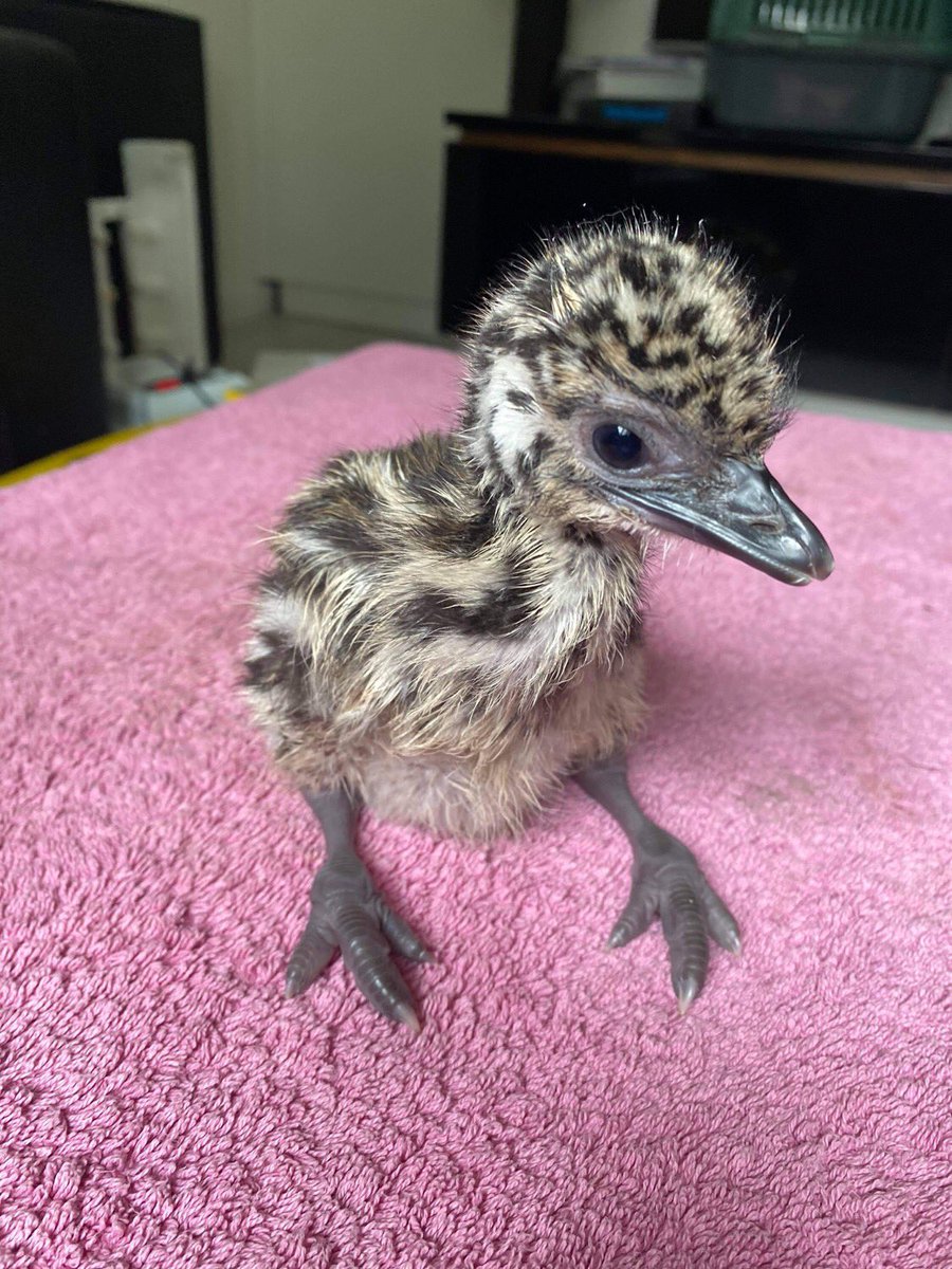 Baby Emu Bird
