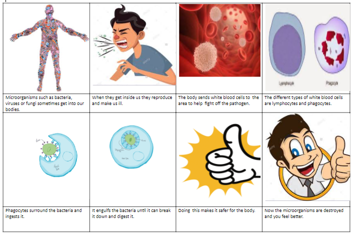 White Blood Cells Cartoon Strip
