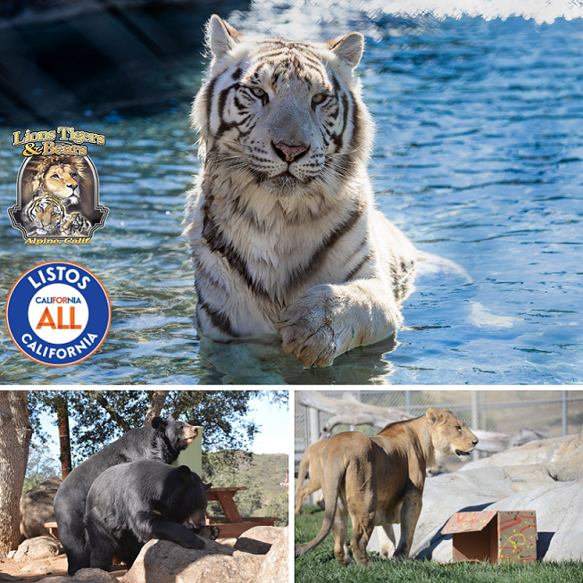 Alpine, CA Animal Sanctuary & Big Cat Rescue | Lions Tigers & Bears