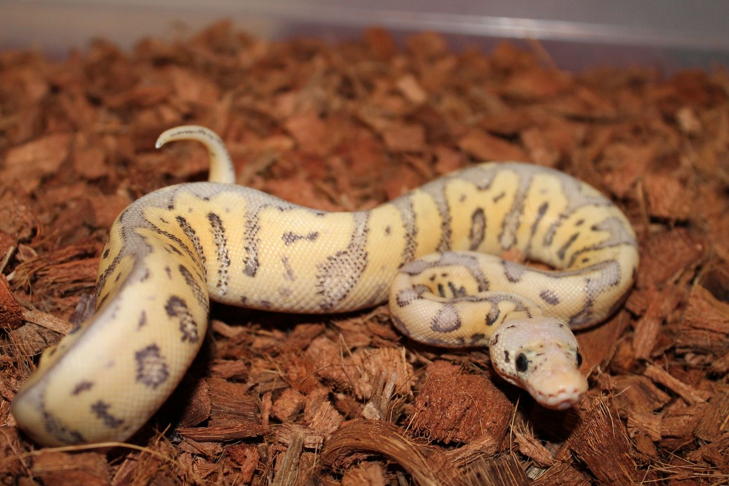 Axanthic Killer Clown Ball Python