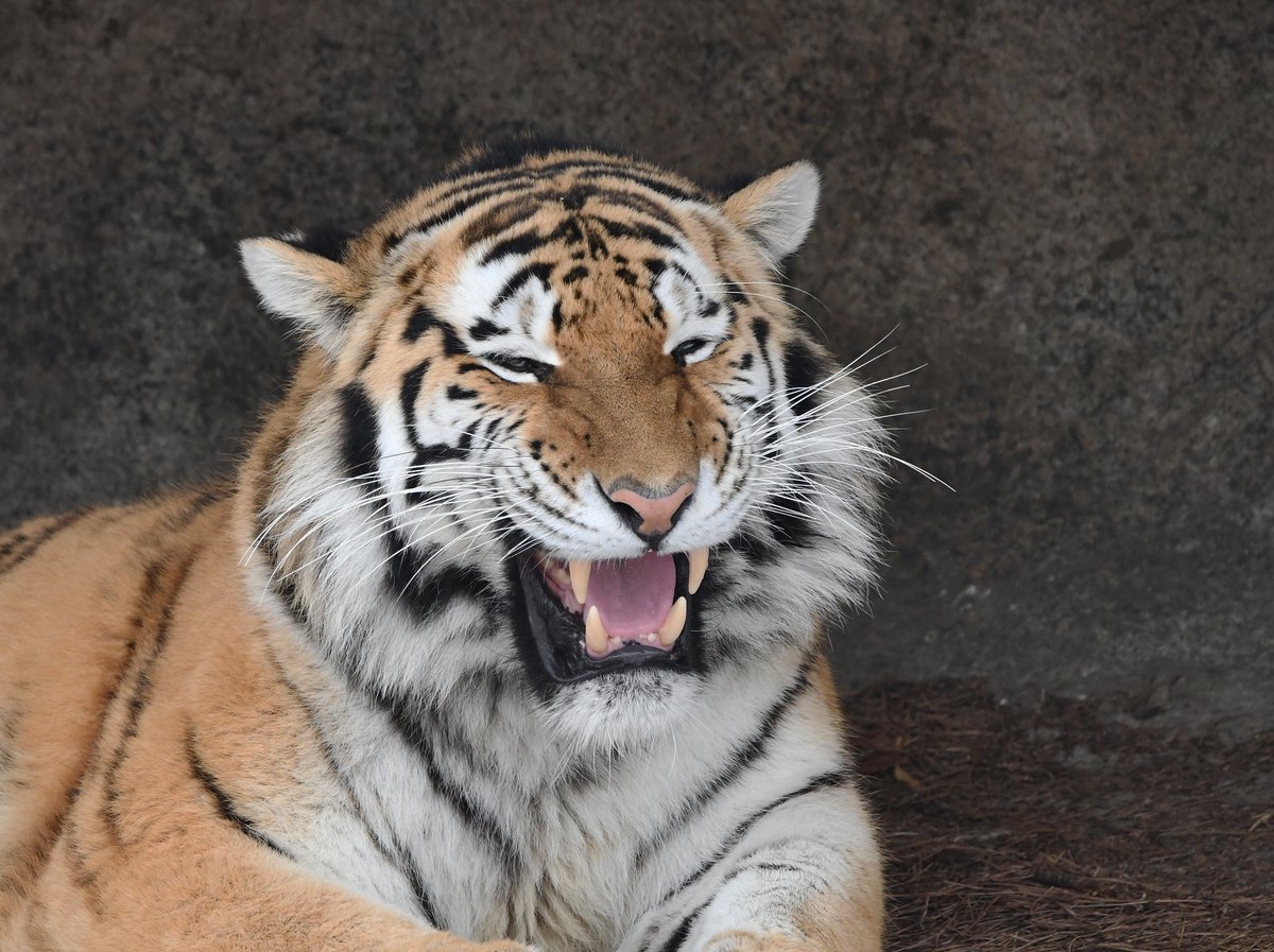 Tiger Laughing