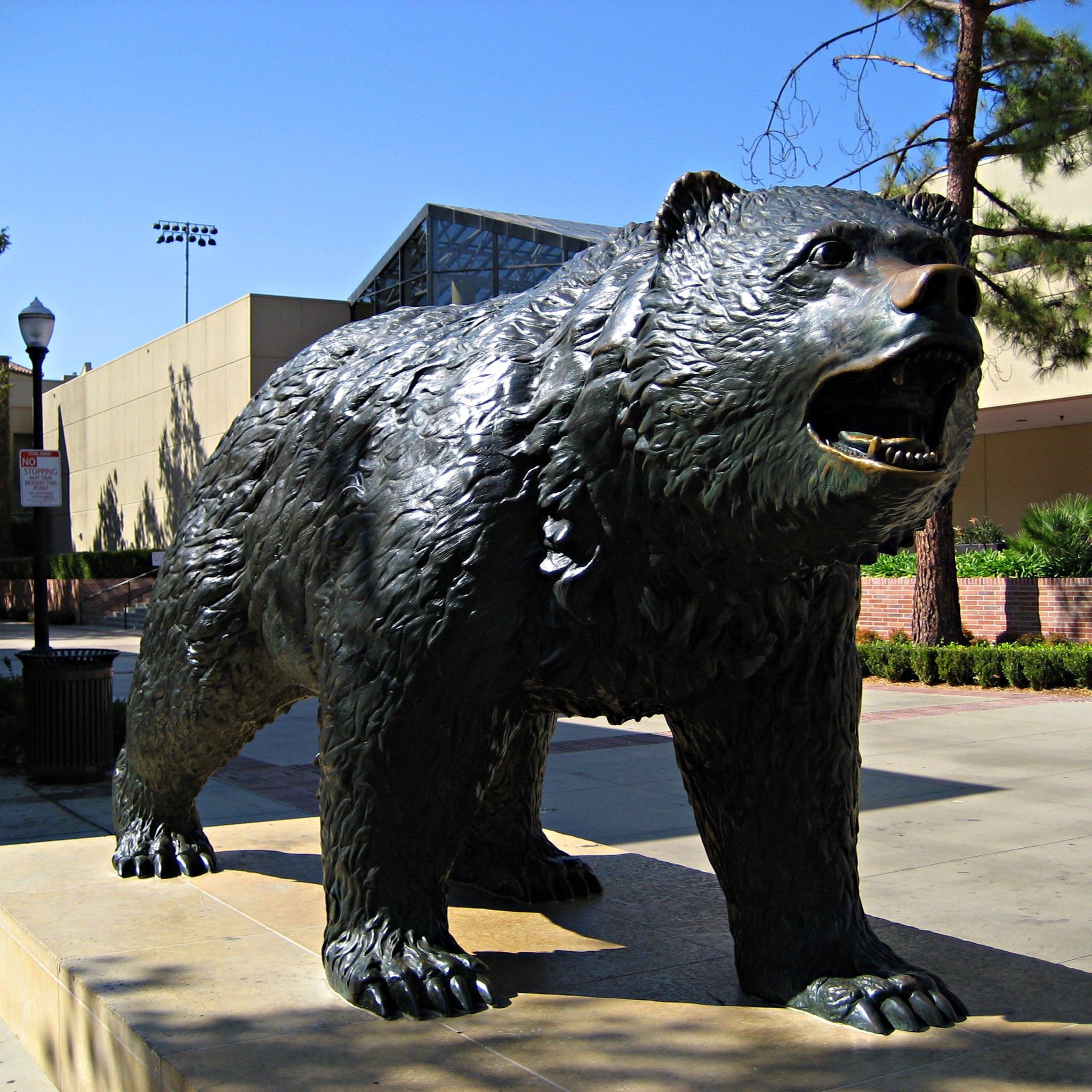 Bruin Bear Ucla