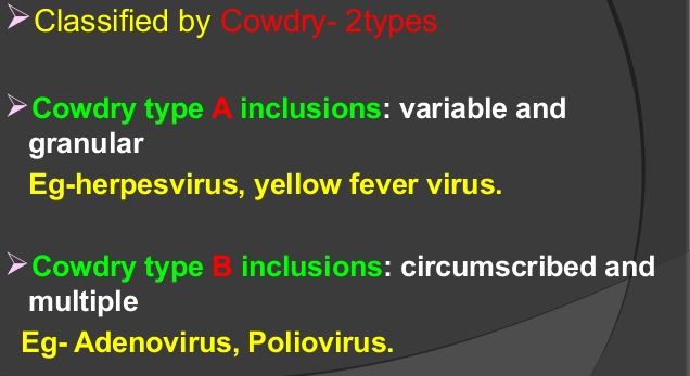 Cowdry Type B Inclusion Bodies