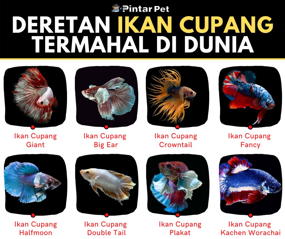Jenis Ikan Cupang Mahal