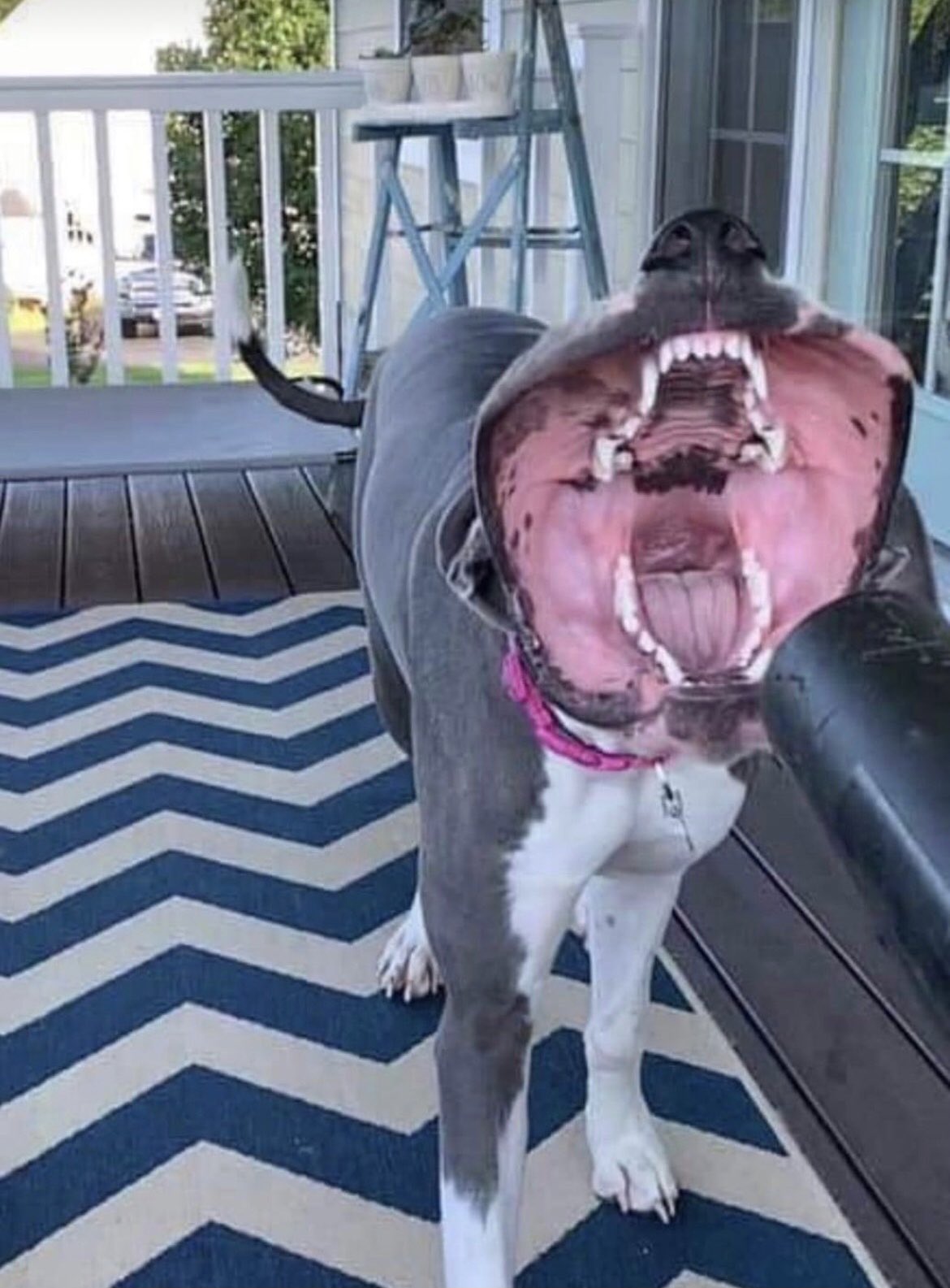 Angry Great Dane