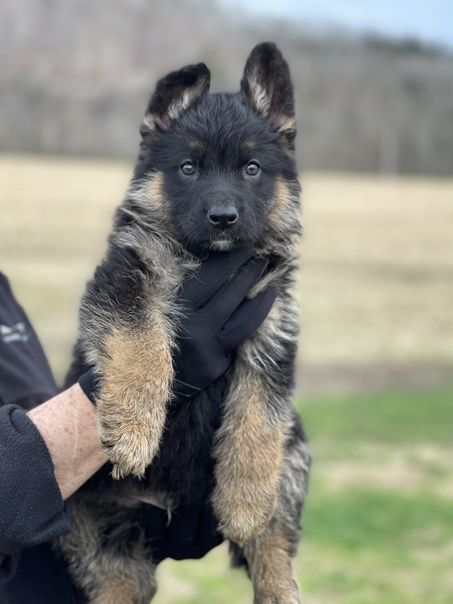 German Shepherd Runt Of The Litter