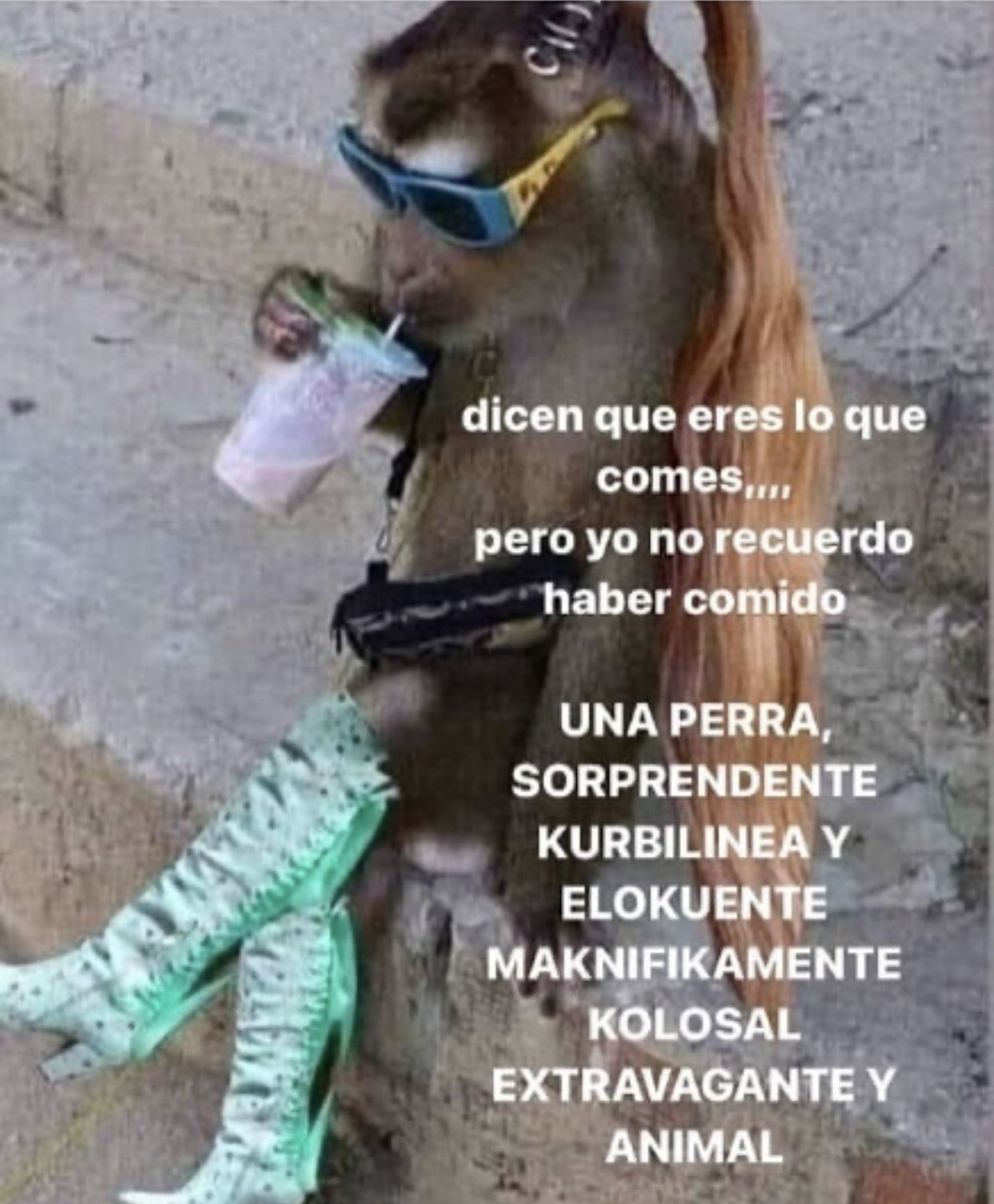 Eres Una Perra Memes Perra