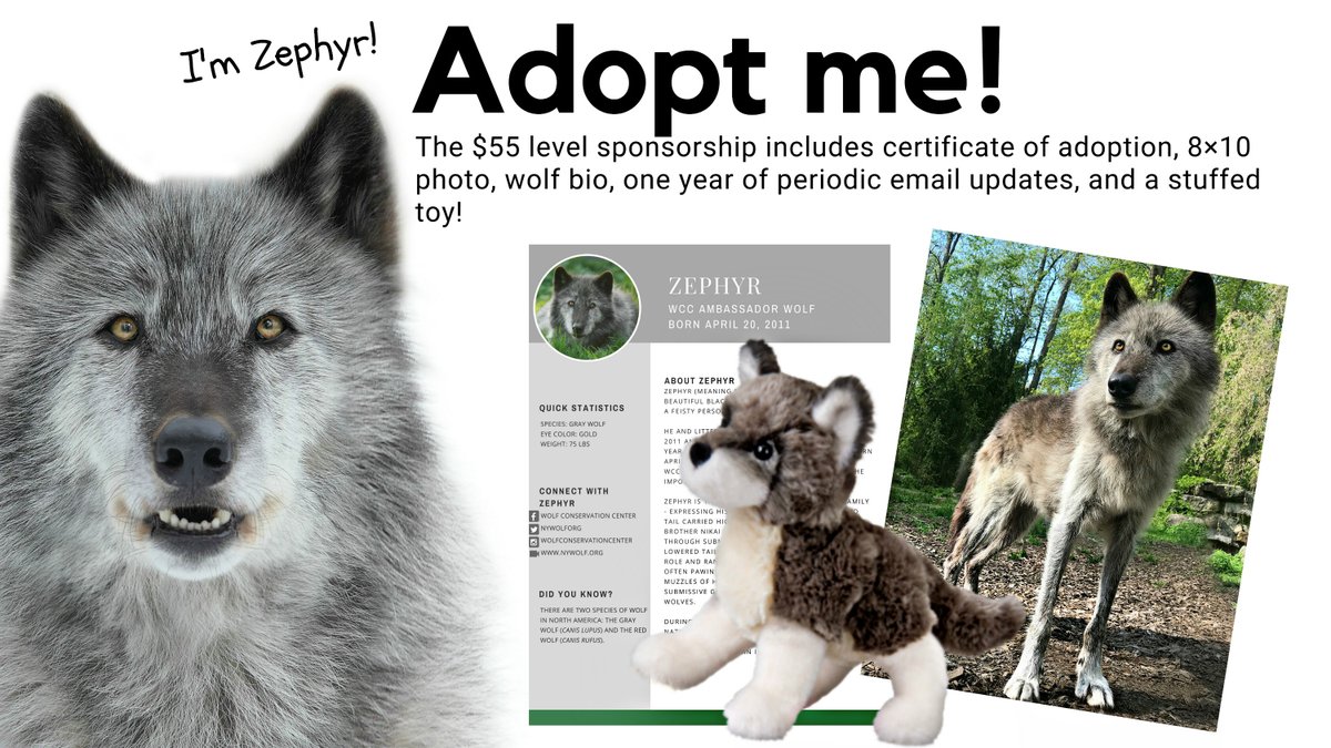 Werewolf Eye Color Meaning