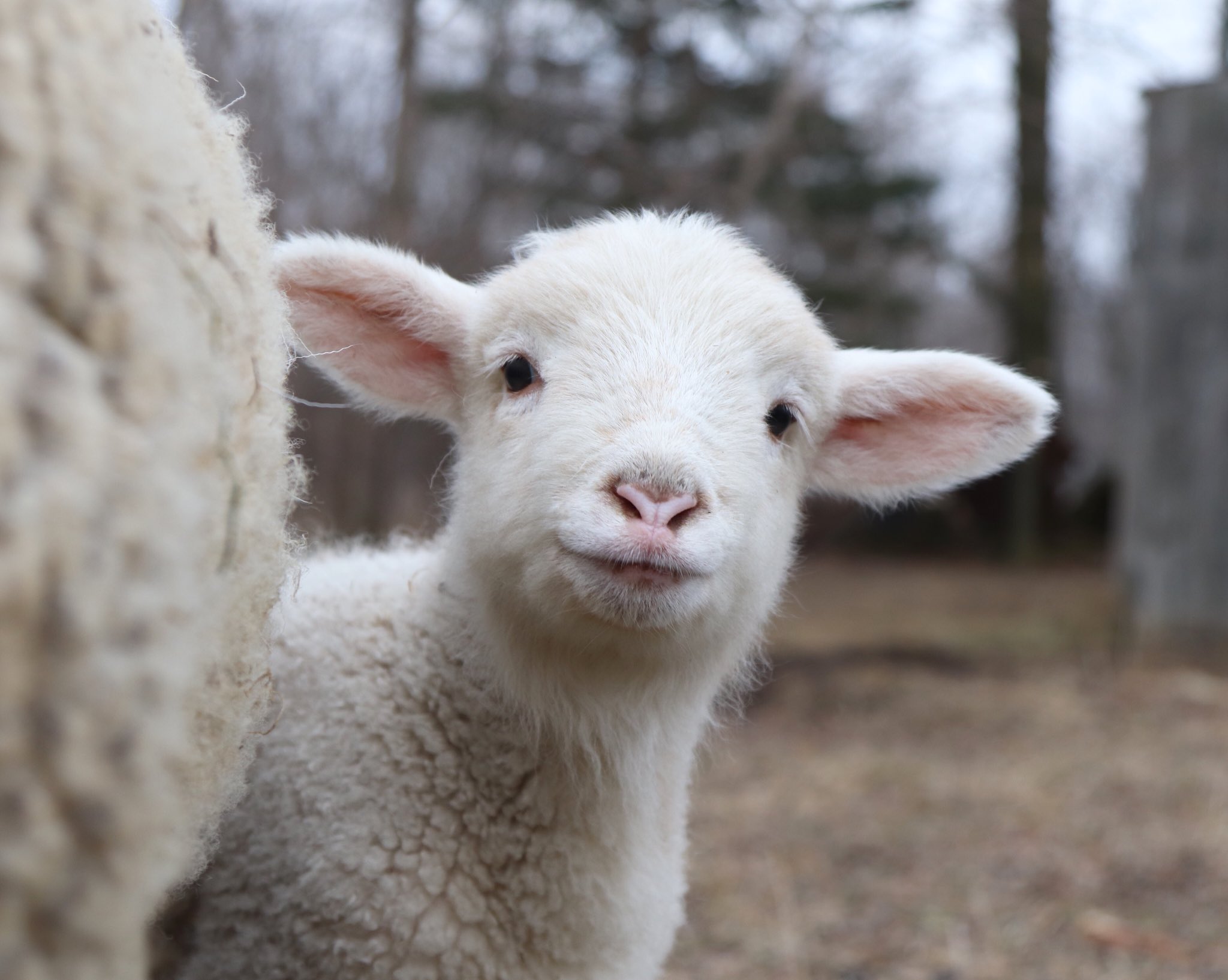 Smiling Baby Sheep