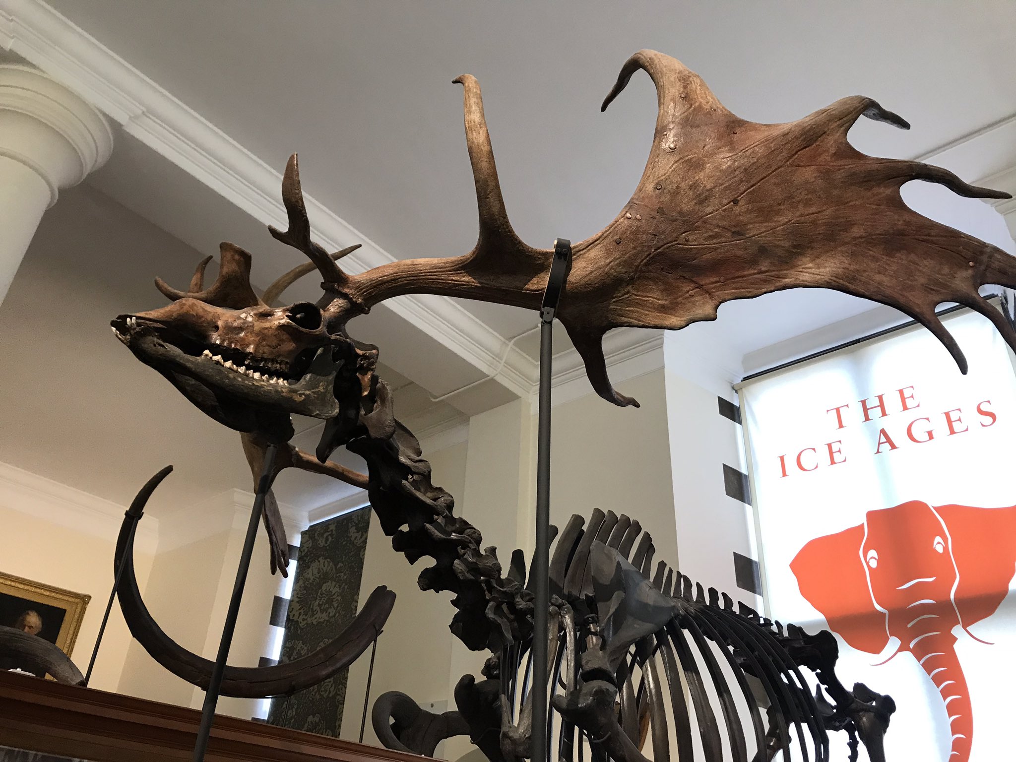 Megaloceros Skeleton