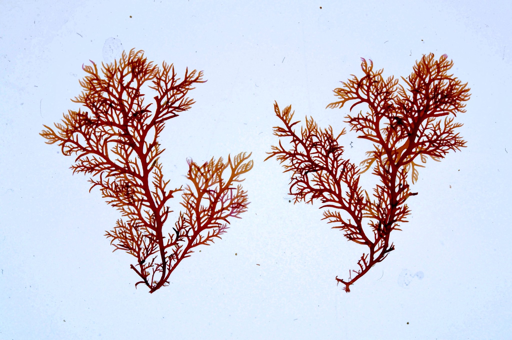 Microscopic Red Algae