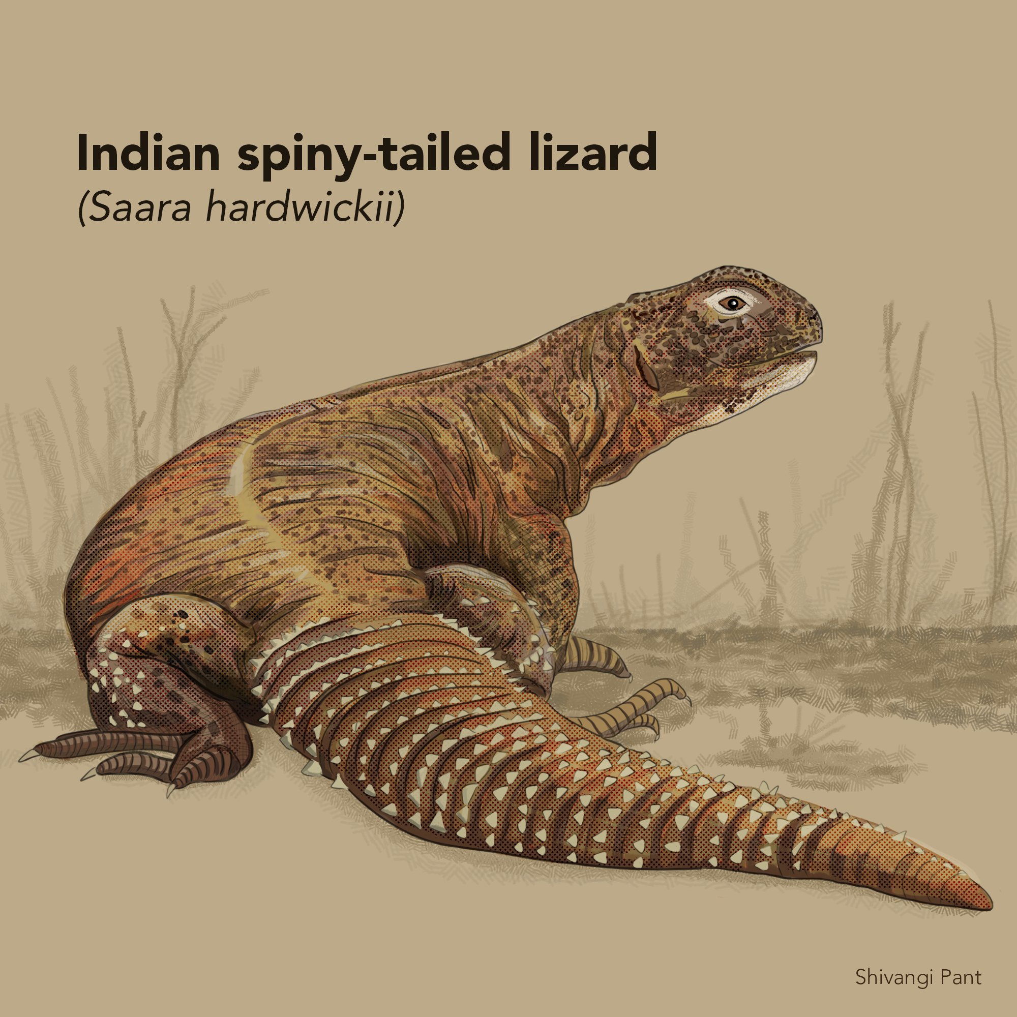 Indian Spiny Tailed Lizard