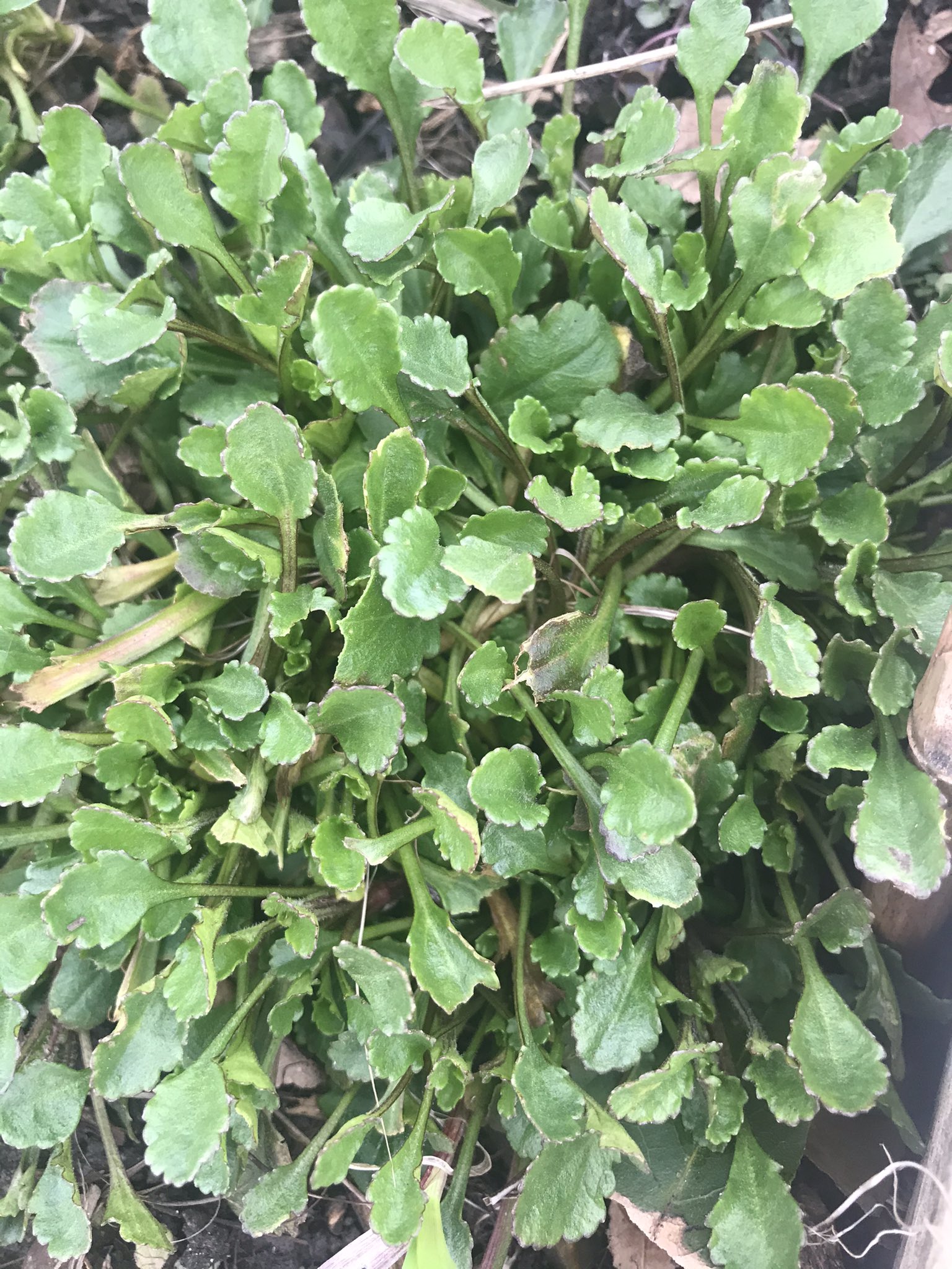 Oxeye Daisy Leaves