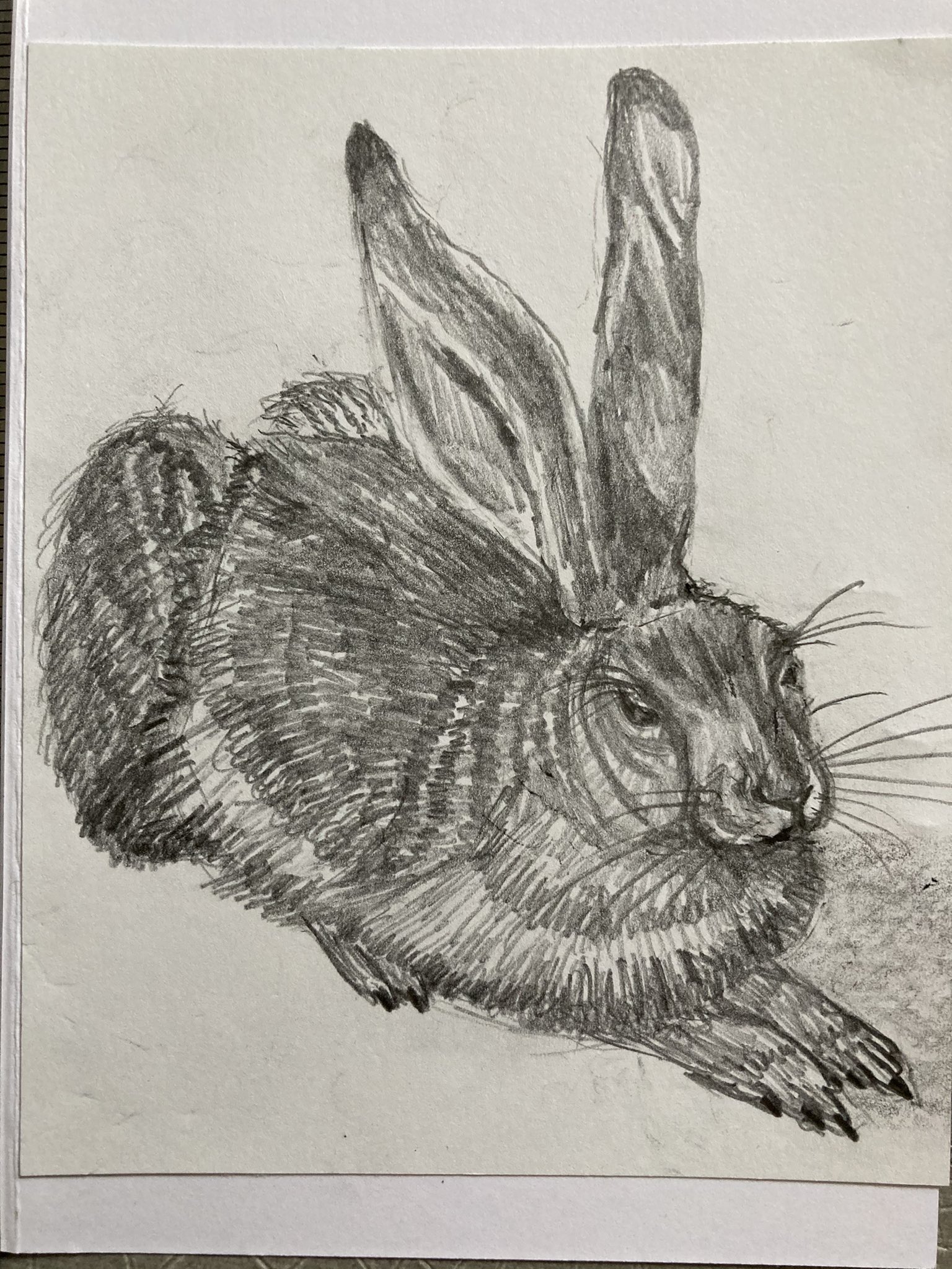 Famous Hare Drawing