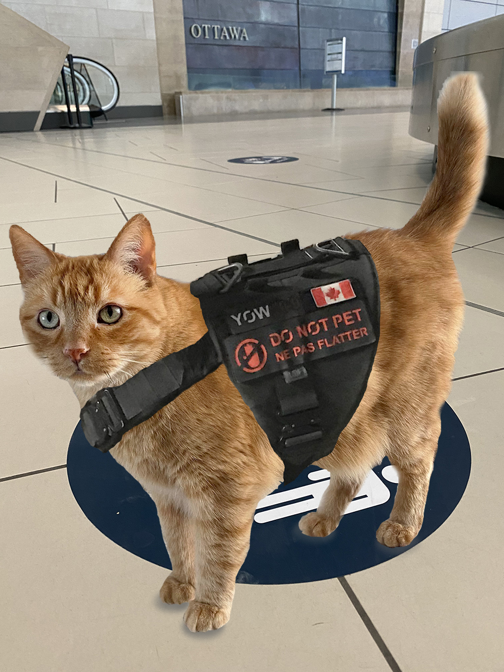 Service Cat Vest