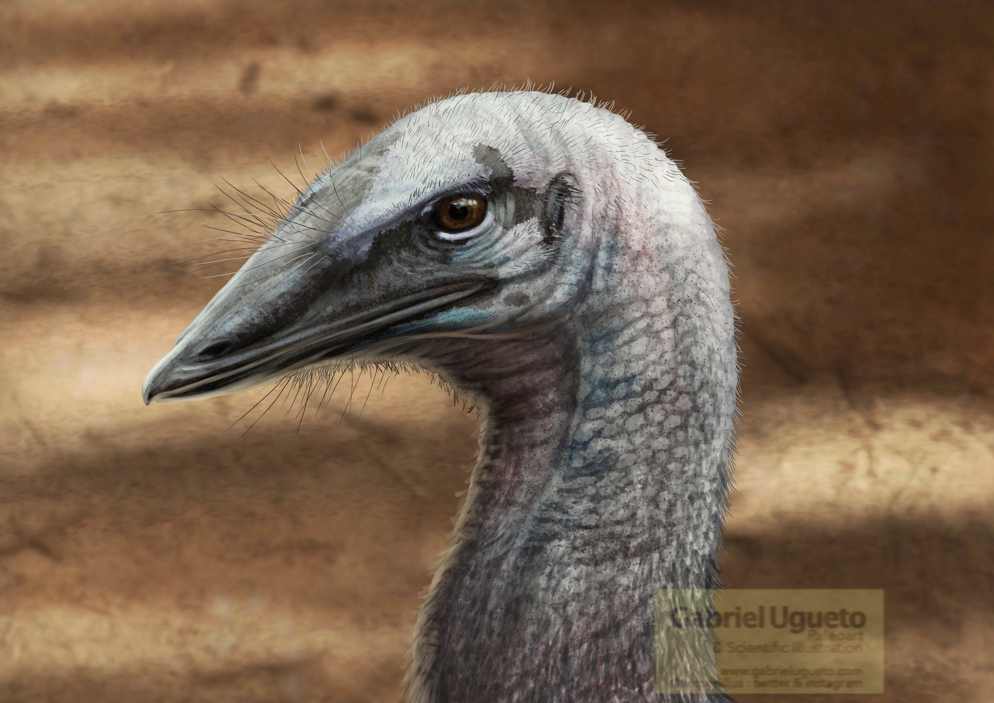 Elephant Bird