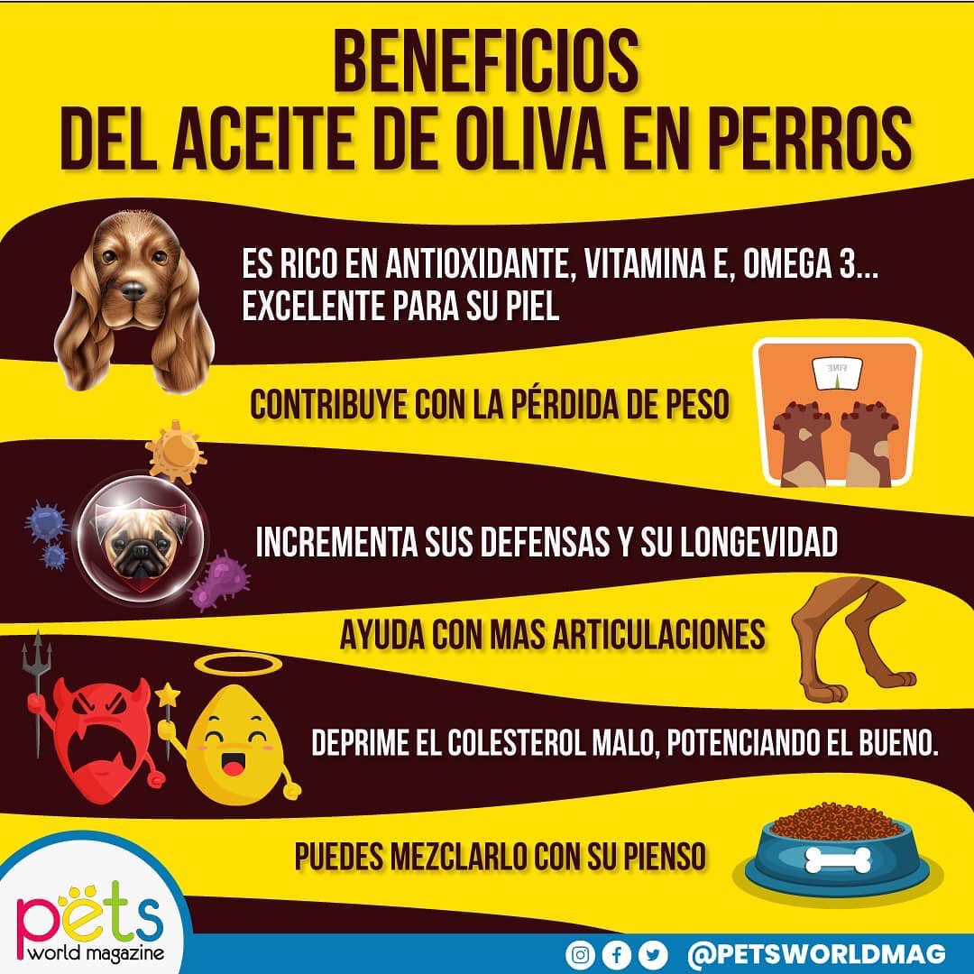 Que Grasas Son Buenas Para Los Perros