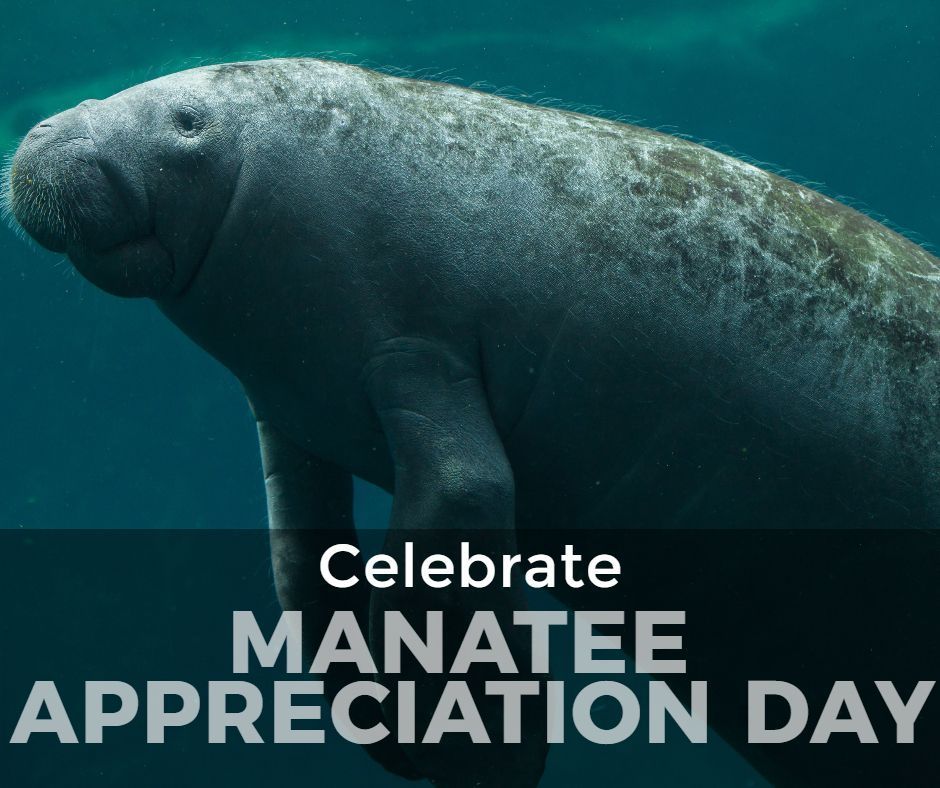 Happy Manatee