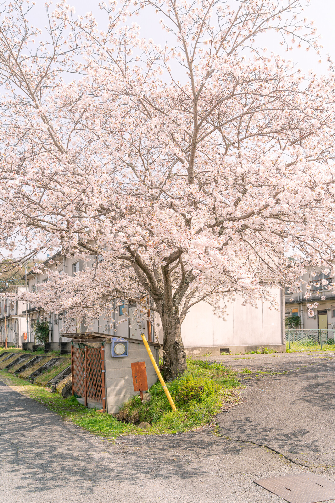 dokubutu on Twitter: "春団地。 https://t.co/xgLEXPzWiu" / Twitter