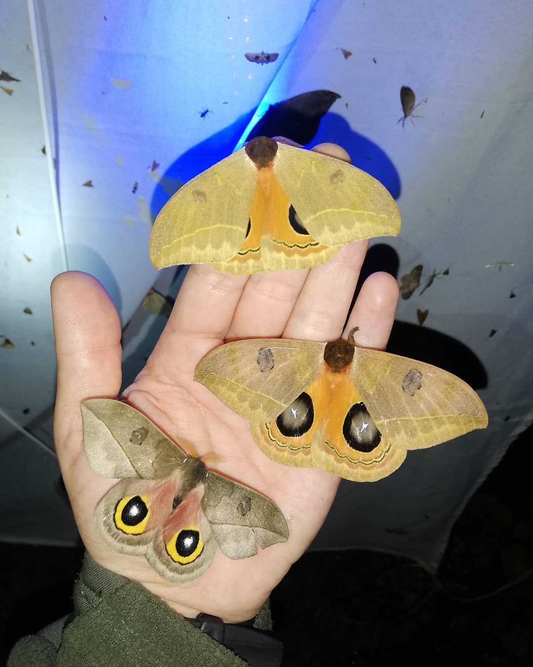 Details more than 130 moth watch super hot - toyotabienhoa.edu.vn Details more than 130 moth watch super hot - toyotabienhoa.edu.vn