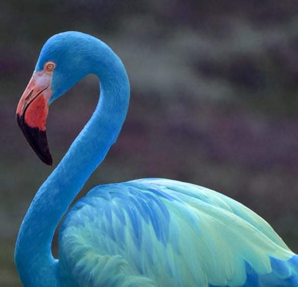 Blue Flamingo