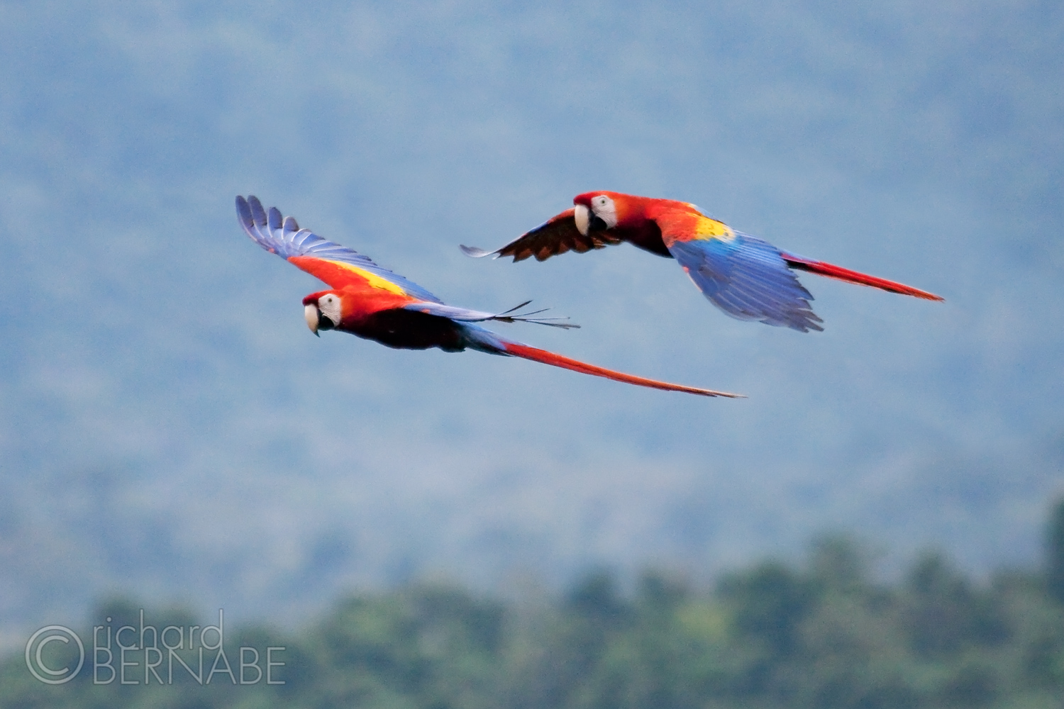 Rainforest Parrot Flying