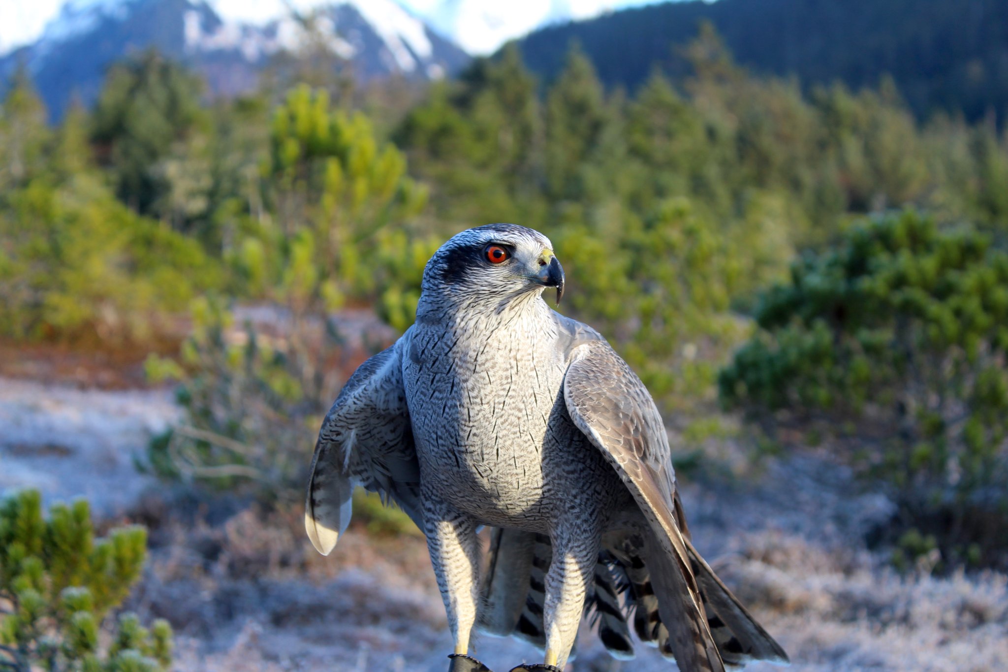 Northern Goshawk Range