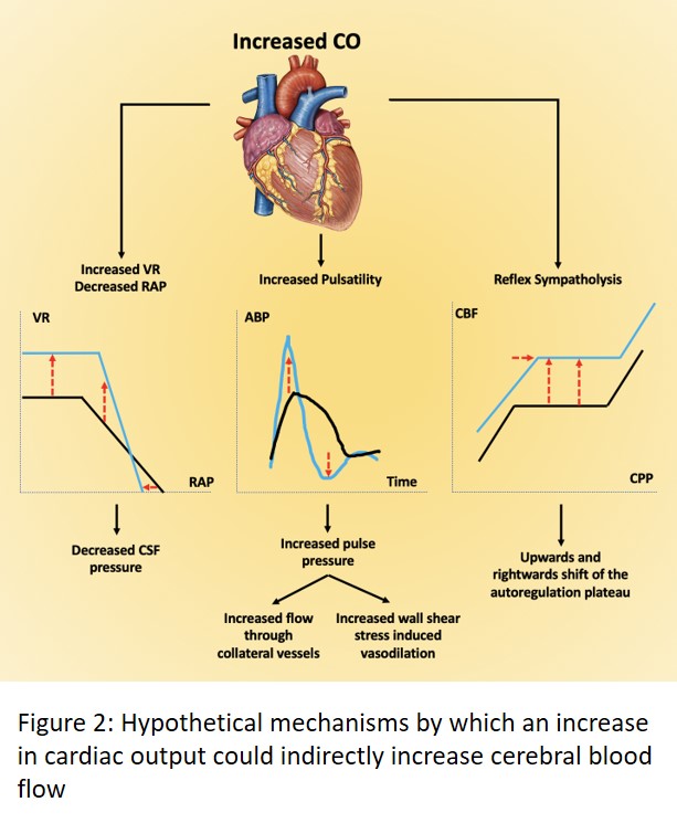 Increase Cardiac Output