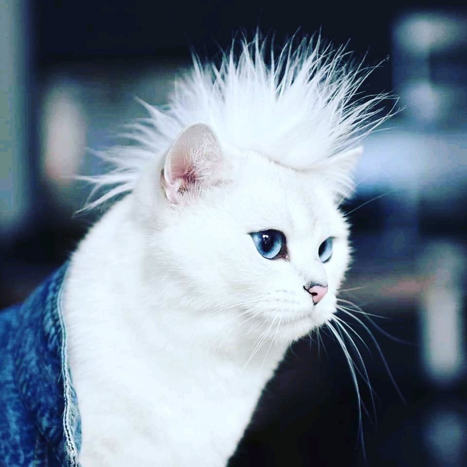 Cutest White Kitten In The World