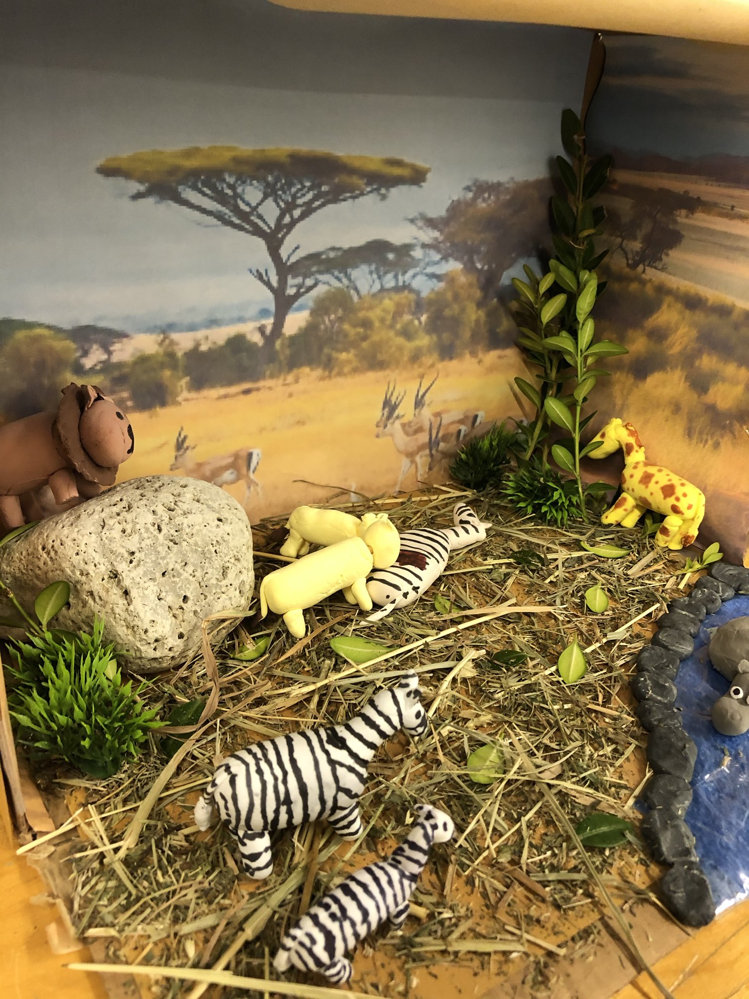 Grasslands Biome Project
