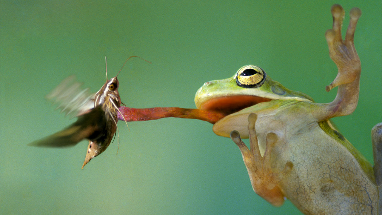 Frog Catching Insect With Tongue