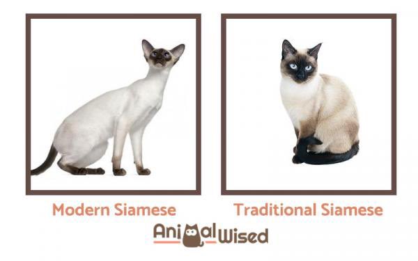 Modern Siamese Cats