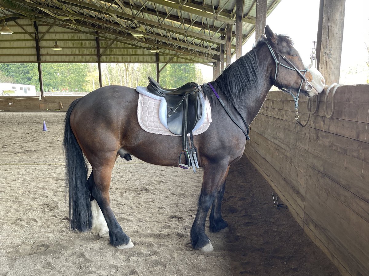 First time tacking him up with the new saddle pads I got 😍 🌸 Ashley ...