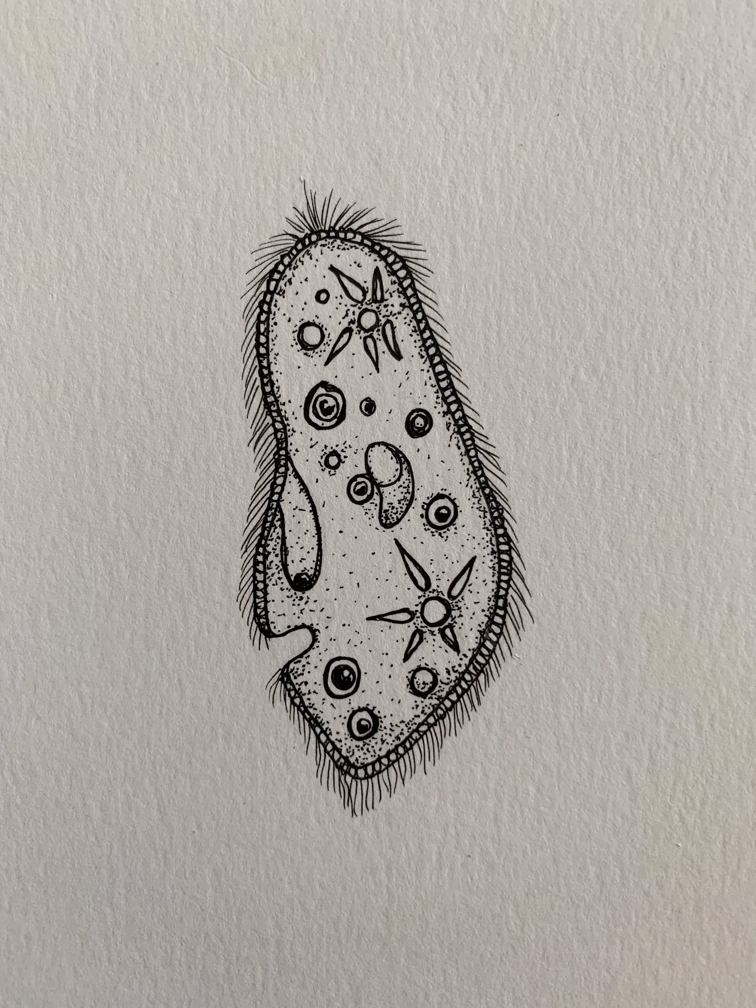 Paramecium Drawing